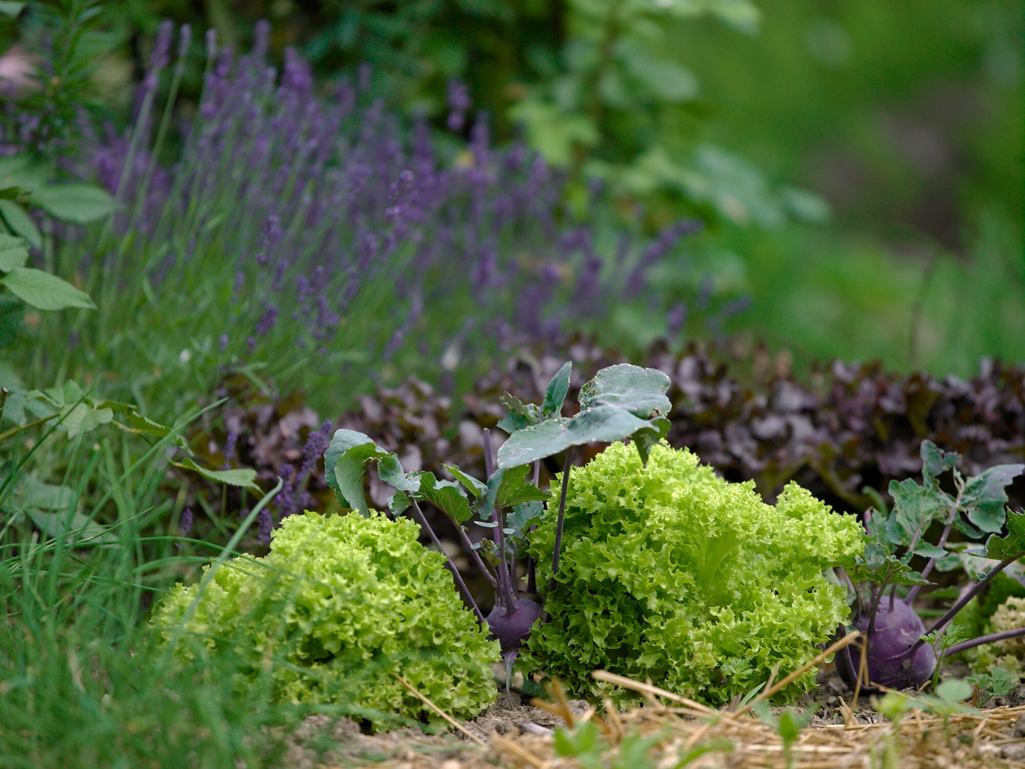 Die zweite Saisonhälfte im Gemüsegarten - „Natur im Garten“